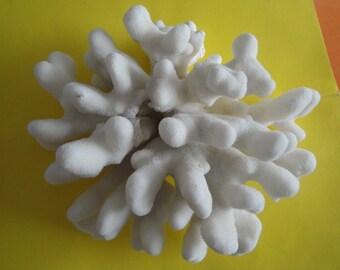 White sea coral | Etsy