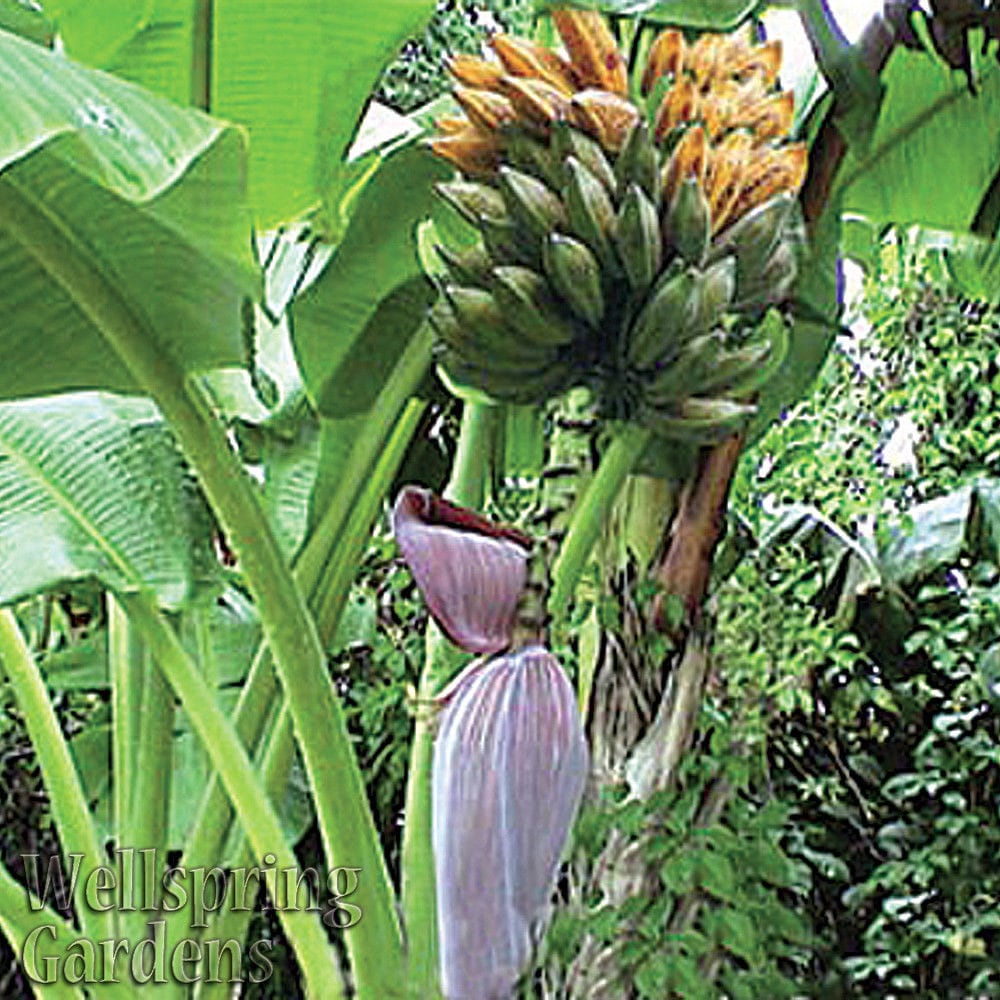 Musa Dwarf Orinoco Banana Fruit Tree Live Plant Tropical