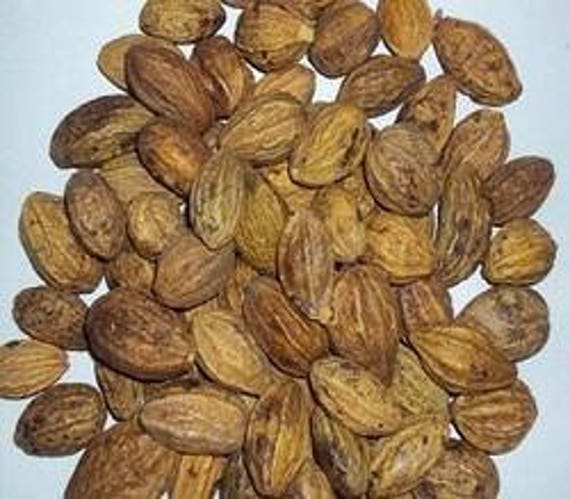 Harad Haritaki herb Whole / Terminalia chebula Whole