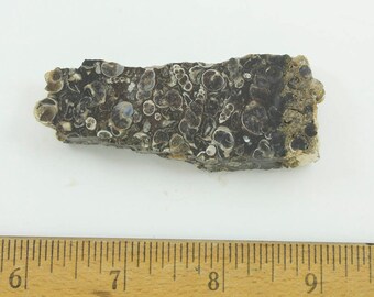 Turitella slab 42g rough slab Turitella fossil shell slab