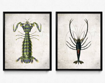 Shrimp print | Etsy