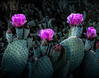 Birch Tree Forest Tree Panorama Birch Trees White Birch