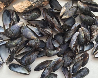 Mussel Shells Maine seashells shells for wreaths jewelry