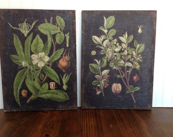 Botanical prints | Etsy