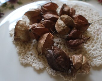 Oriental poppy pods seeds photo realistic art