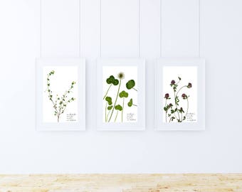 Botanical poster | Etsy