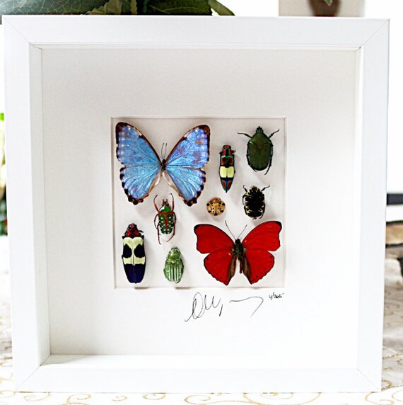 Artframe with real insects : Topquality insect frame with