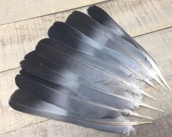 Real bird feathers | Etsy