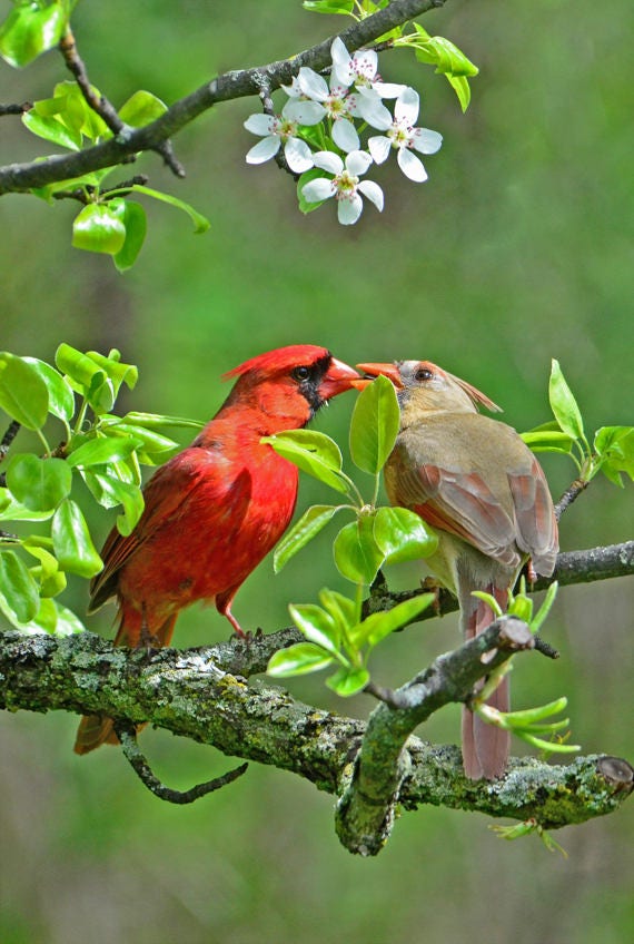 mated cardinal pair bird courtship ritual. red songbird male