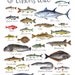 Imprimé Poissons du Québec Poster planche identification