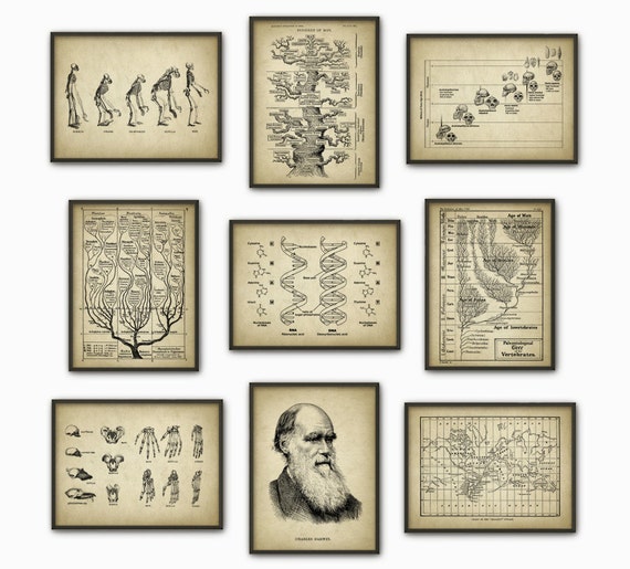 Evolution Wall Art Print Set of 9 Biology Wall Art Charles