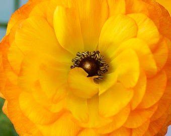 Ranunculus Flower Photography Colorful Spring Decor Square