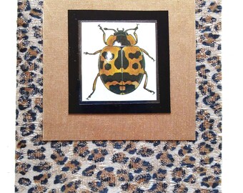 Ladybug Thank You Cards Thank You Notes Ladybugs Lady Bug