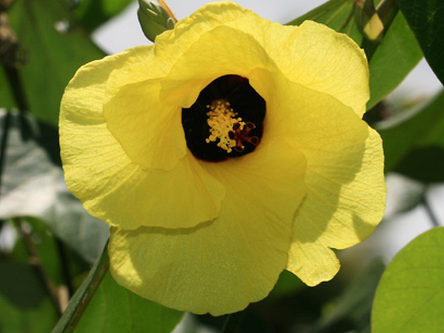 MAHOE Variegated Sea Hibiscus Tropical Tree Live Plant Colored