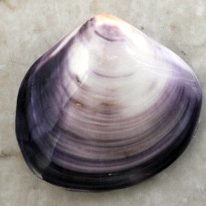 Purple clam shells | Etsy