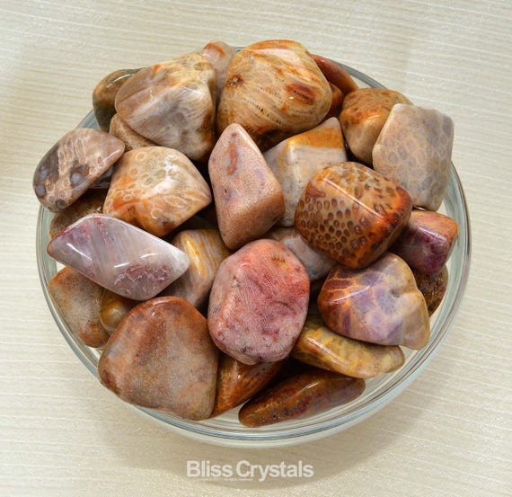 1 Large FOSSIL CORAL Agate aka Agatized Coral Tumbled Stone