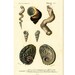 1861 Oreilles de mer Orbigny Planche Originale Ormeau Vermet