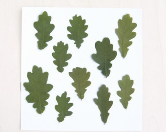 Pressed leaves | Etsy