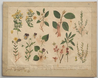 Botanical poster | Etsy