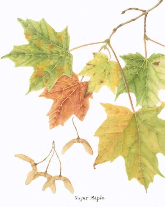 Sugar Maple/ BOTANICAL Illustration/Giclee Print/Fall Colors