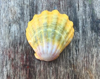 Large sunrise shell | Etsy