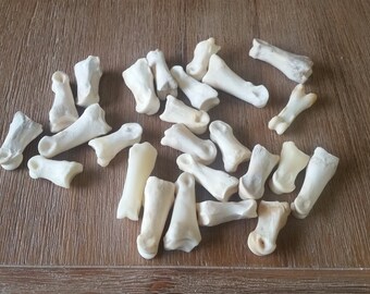 10 Deer First Phalanx Proximal Phalanx Bones Phalanges Knuckle