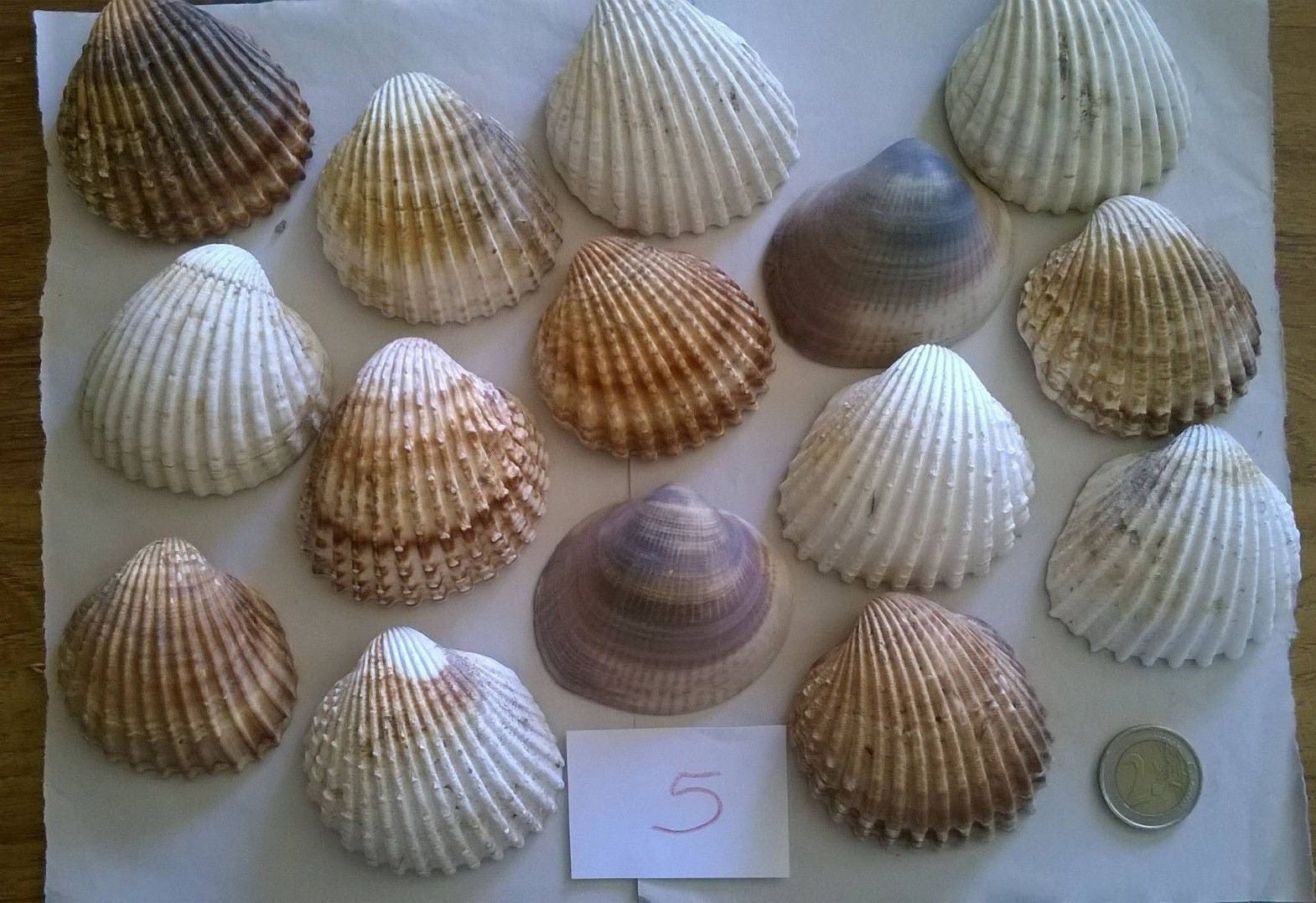 5c Coquillages de l'océan praire palourde coque