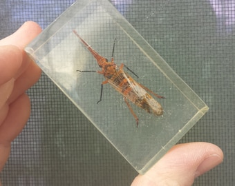 Insect in resin | Etsy