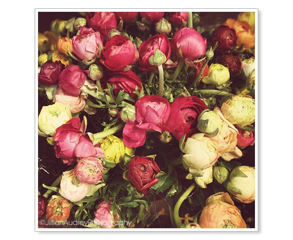 Ranunculus Flower Photography Colorful Spring Decor Square