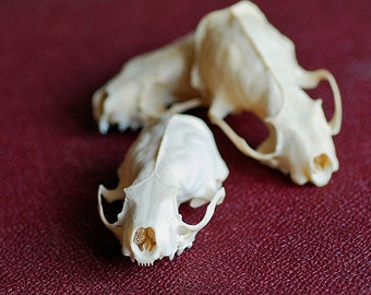 Small animal skull | Etsy