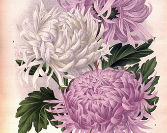 antique french botanical print wallpaper sunflowers