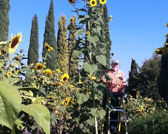 King of the monsters | Etsy