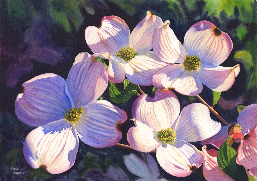 Pink Dogwoods Watercolor Painting Print by Cathy Hillegas