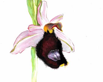 Native Orchids of Ohio Poster