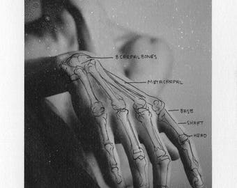 10 Deer Distal Phalanx Bones Phalanges Knuckle Bones