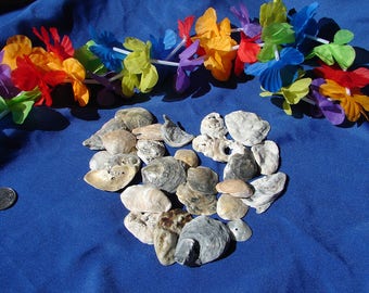 Jingle shells | Etsy