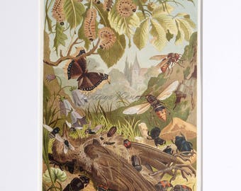 Vintage bug print | Etsy