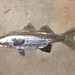 Blue Fin Tuna Fish Metal Sculpture 36in Tropical Beach Coastal