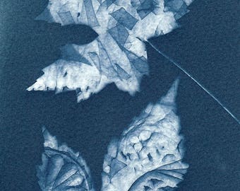 Cyanotype print | Etsy