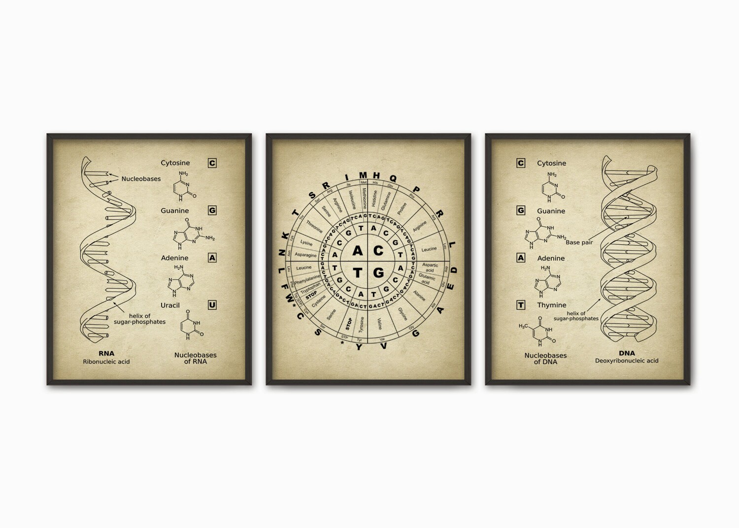 DNA and RNA Genetic Code Print Set Of 3 Genetics Poster