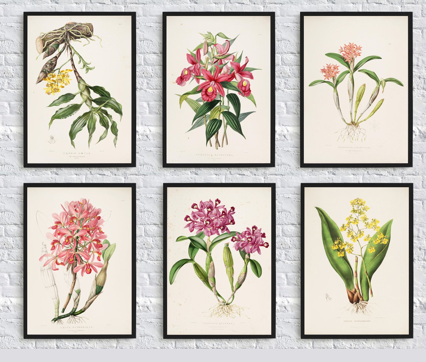 Orchid print flowers botanical illustration print vintage