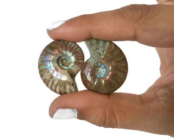 Opalized ammonite | Etsy