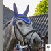 Cobalt blue fly bonnet horse fly bonnet blue cobalt blue ear