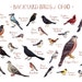 Pennsylvania Backyard Birds Field Guide Art Print / Watercolor
