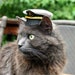 Marine Captain Mini Hat Cat Captain Hat