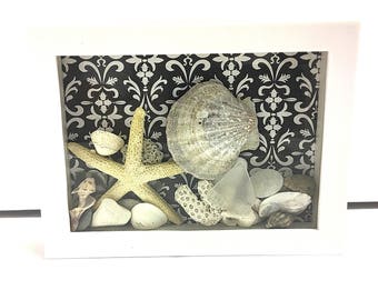 Sand dollar display | Etsy