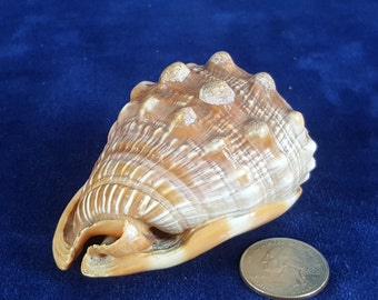 King Helmet Shell 6 6 3/4 Cassis Tuberosa beach decor