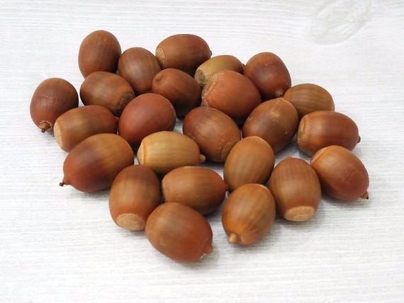 LARGE Natural Acorns No Caps Real Acorns Capless Acorns