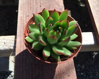 Succulent Jewels Beautiful Succulent Plants by SucculentJewels