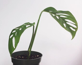 Monstera | Etsy